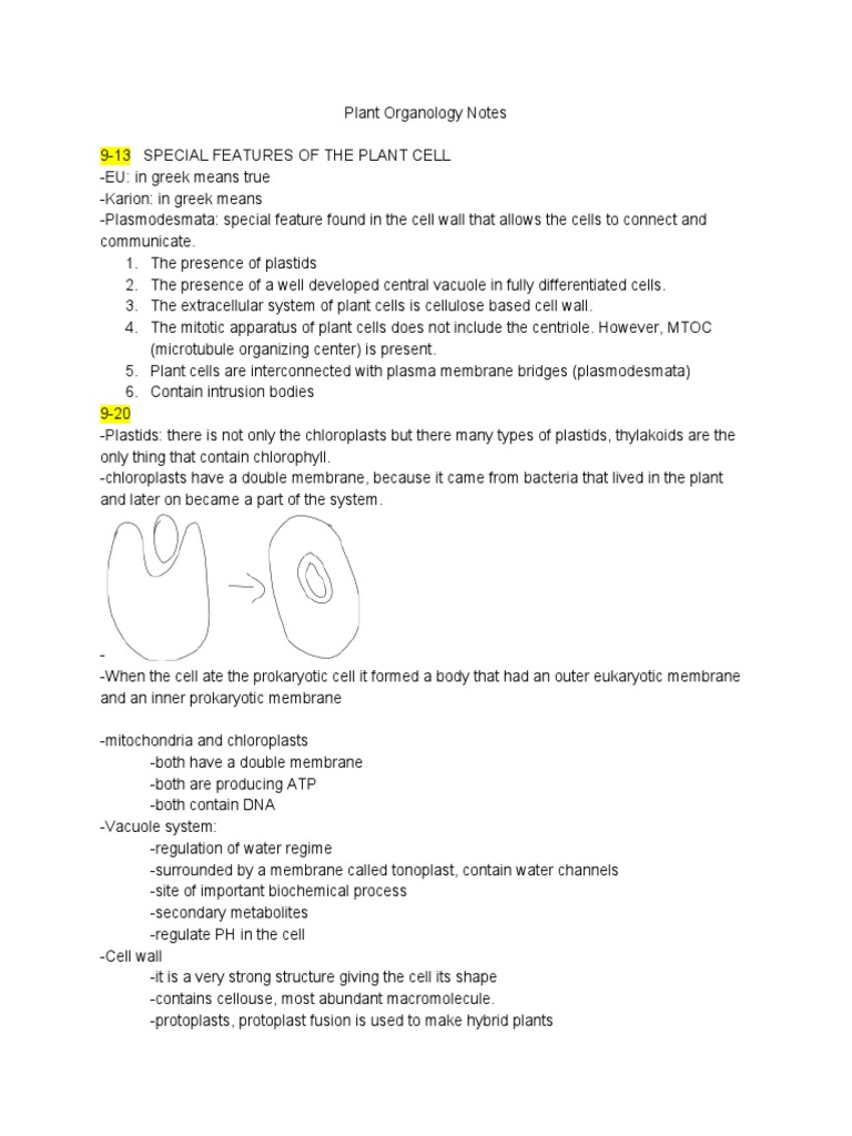 Plant Organology Notes PDF | PDF | Chloroplast | Vacuole