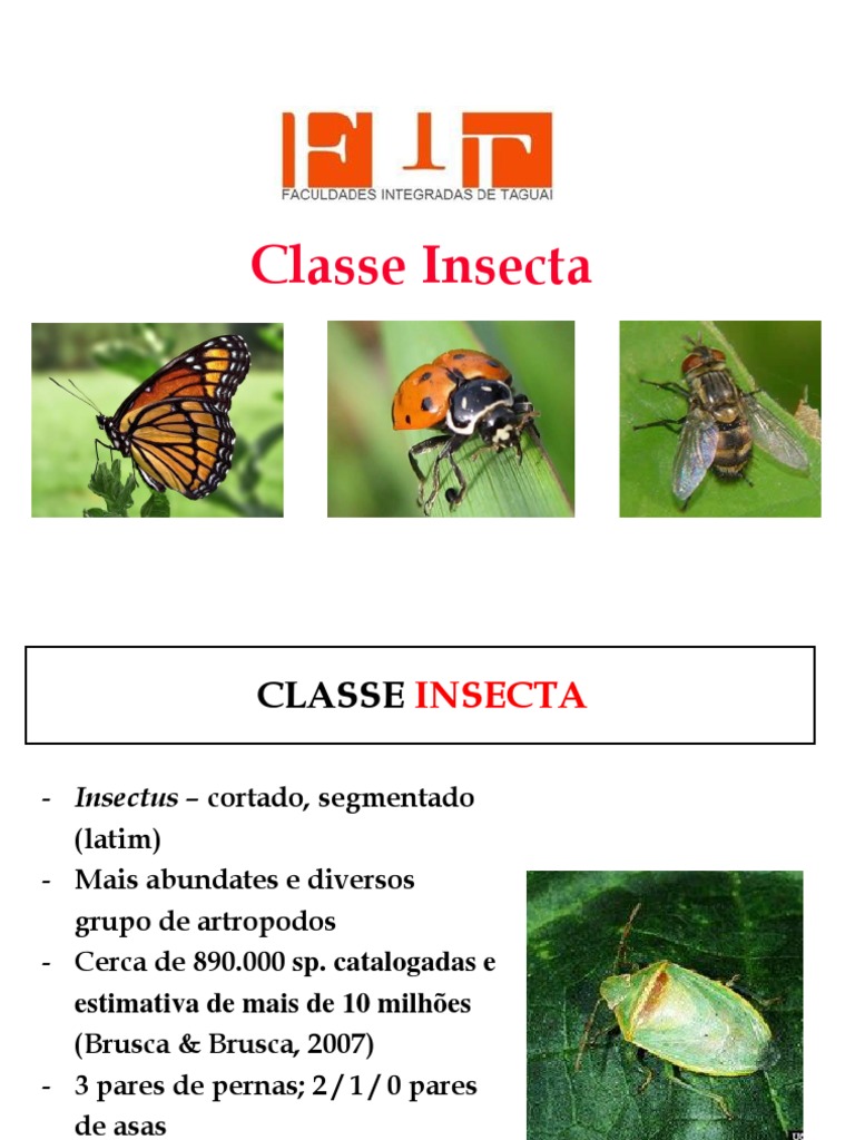Aula 9 - Classe Insectaa | Download grátis PDF | Besouro | Insetos