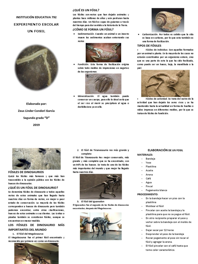 UN FOSIL Triptico | PDF | Fósil | Dinosaurios
