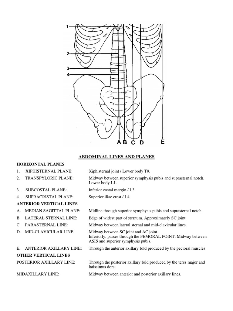 Surface Anatomy and Spinal Levels | PDF