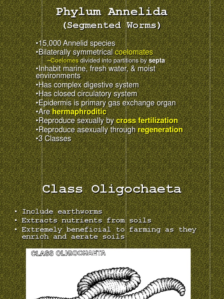 Phylum Annelida | PDF