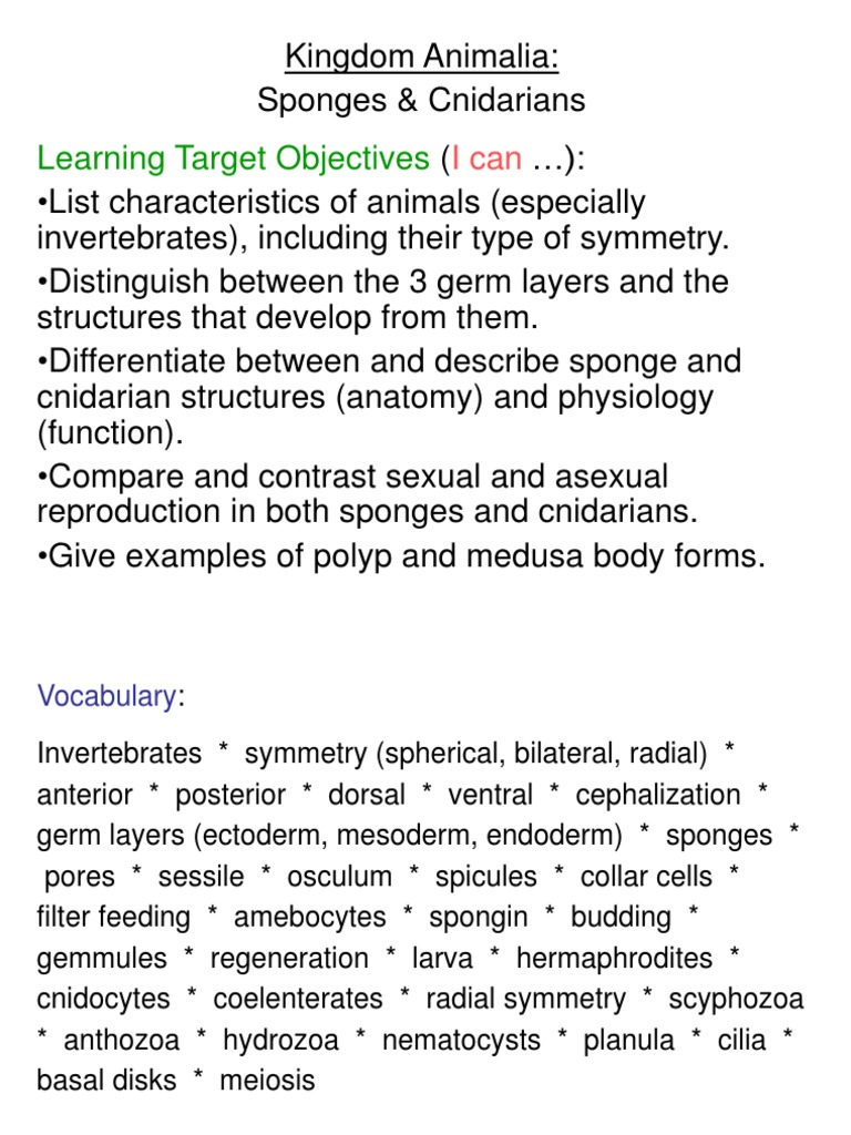 Sponges and Cnidarians: Key Comparisons | PDF | Sponge | Coral