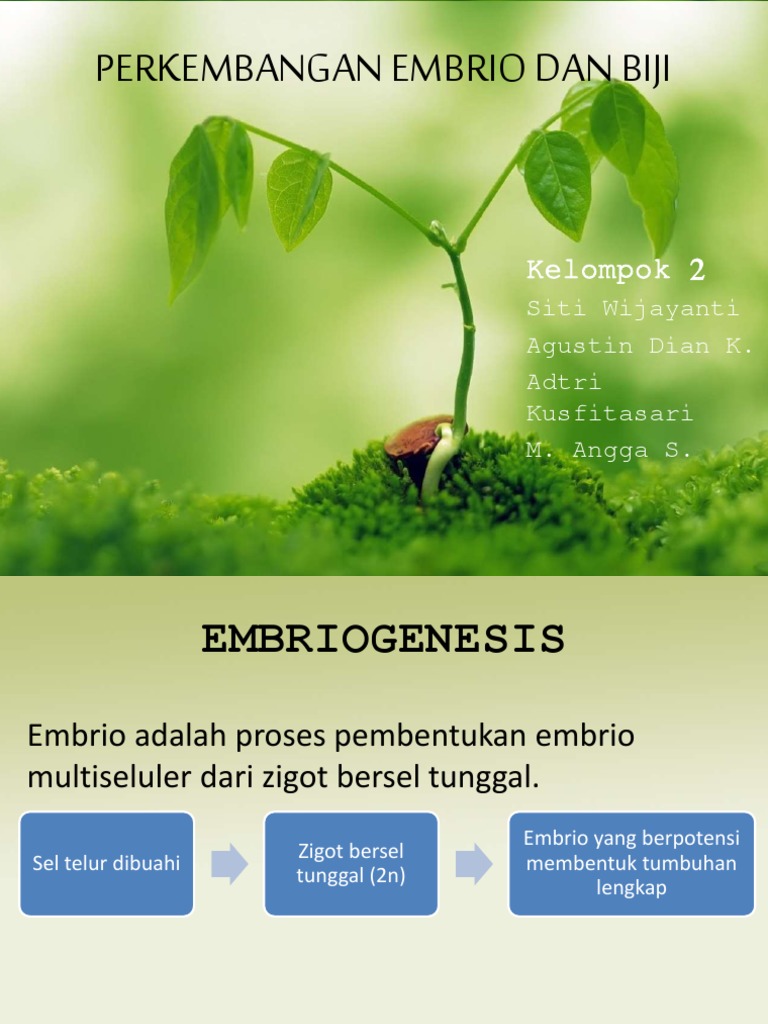 Embriogenesis Tumbuhan | PDF