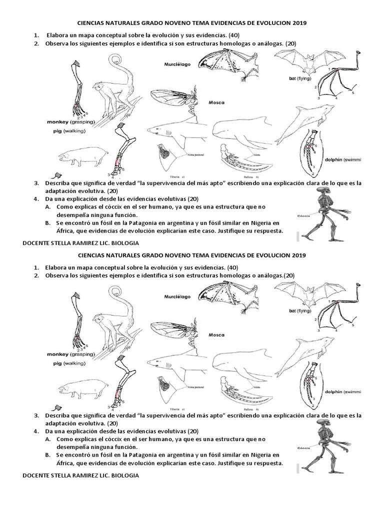 TALLER Evidencias de Evolucion 9° | PDF