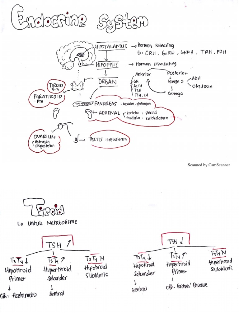 Endocrine Mind Map | PDF
