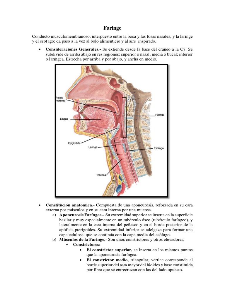 Faringe | PDF | Anatomia animal | Sistema respiratorio