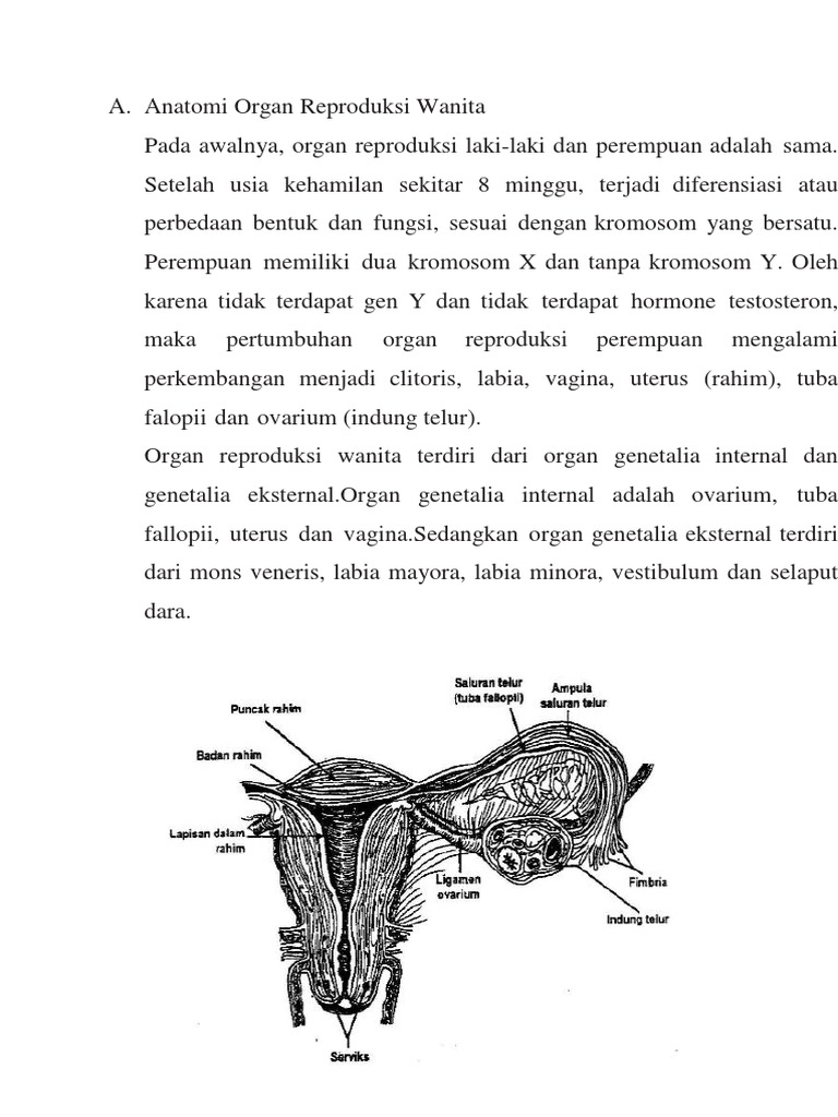 Anatomi Organ Reproduksi Wanita | PDF