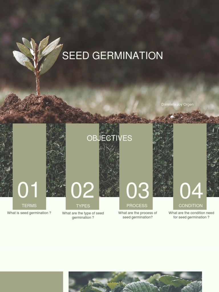 Seed Germination | PDF | Seed | Germination