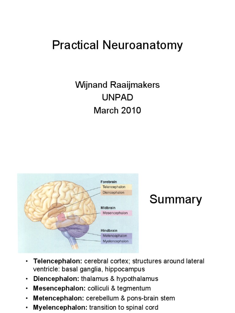 Practical Neuroanatomy - Handout PDF | PDF | Cerebral Cortex | Brainstem