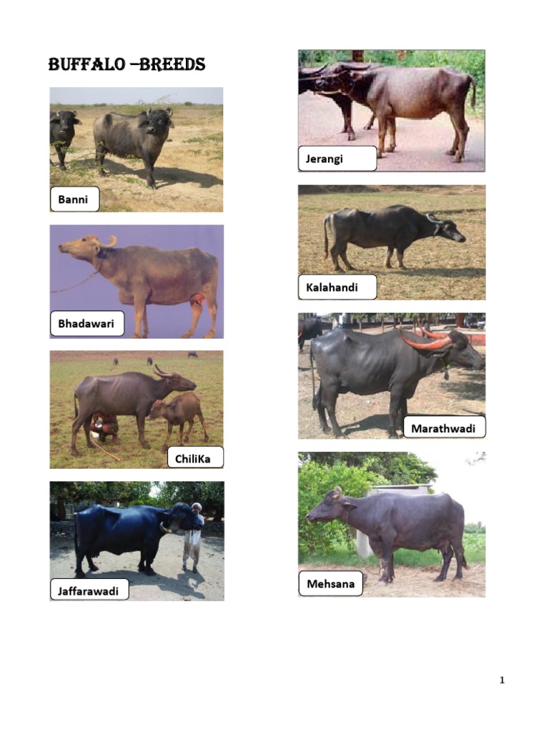Top 10 Best Native Indian Buffalo Breeds Top 10s Only, 60% OFF