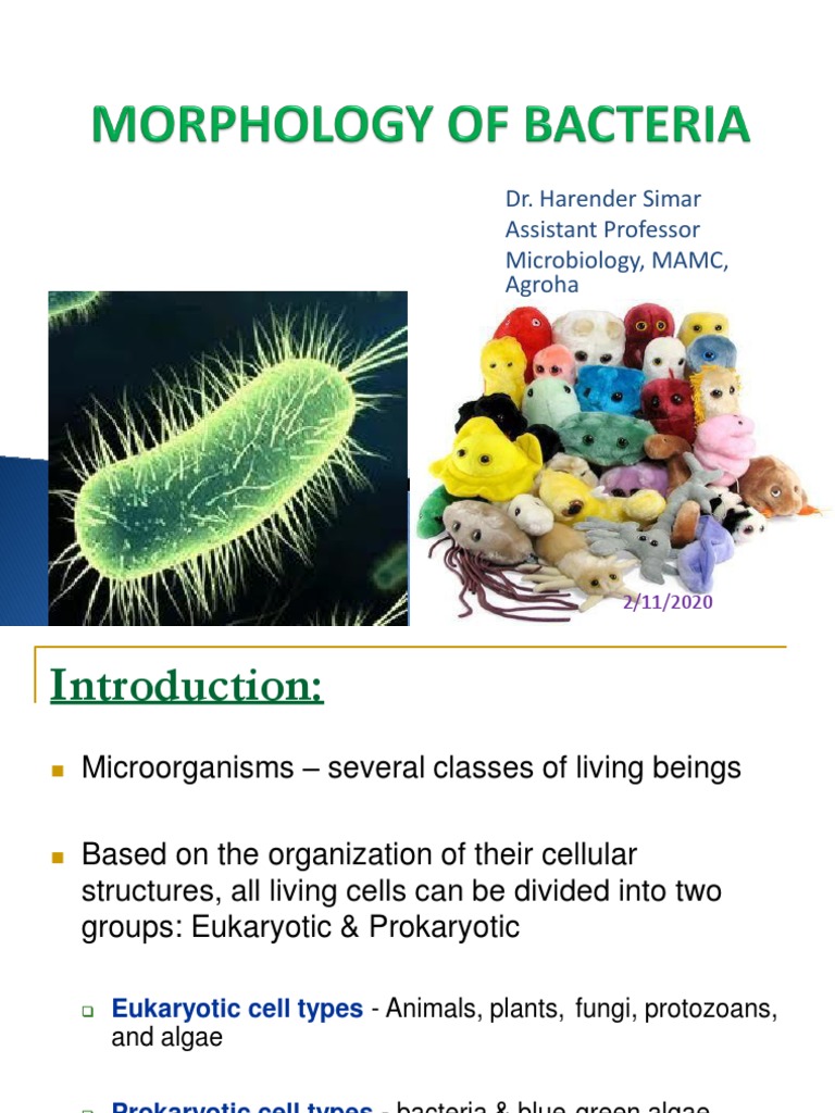 Bacterial Morphology Overview | PDF | Bacteria | Gram Positive Bacteria