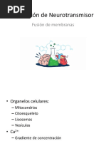 Complejo SNARE y fusión de membranas | PDF | Ácido gamma-aminobutírico ...