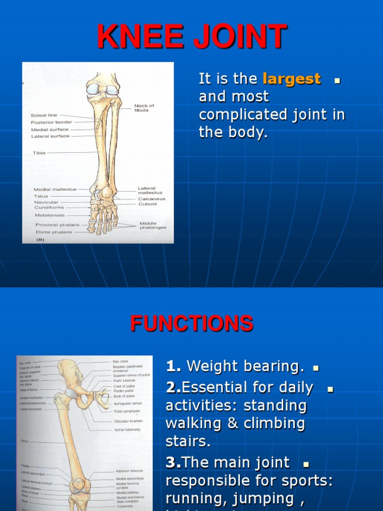 21-Knee Joint | PDF | Knee | Lower Limb Anatomy