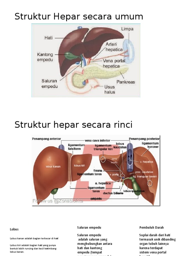 Struktur dan Fungsi Hepar Manusia | PDF
