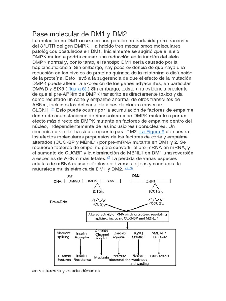 Bases Moleculares y Síntomas de DM1 y DM2 | PDF | Mutación ...