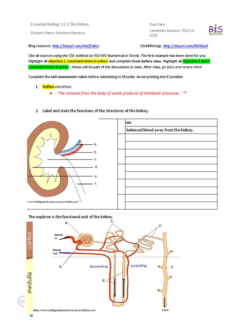 Essential Biology Kidney Worksheet | Kidney | Animal Anatomy