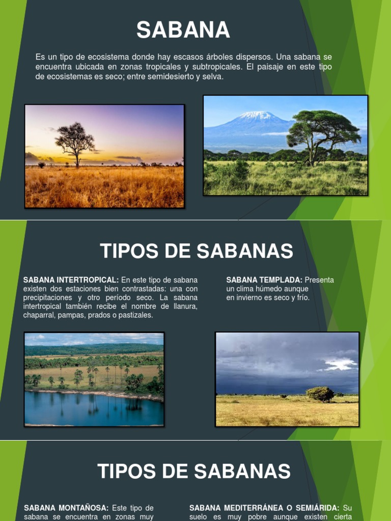 Características y tipos de sabana | PDF | Sabana | Zona tropical