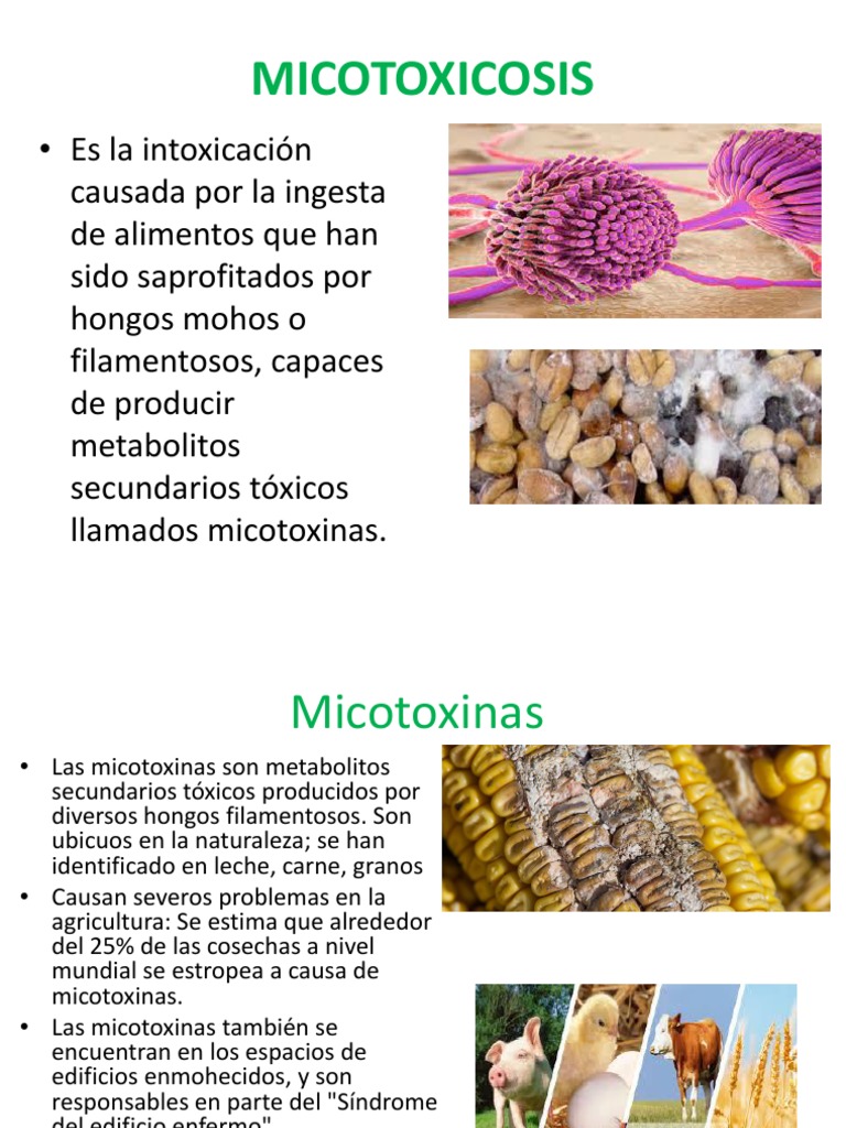MICOTOXICOSIS | PDF | Micotoxinas | Especialidades Medicas