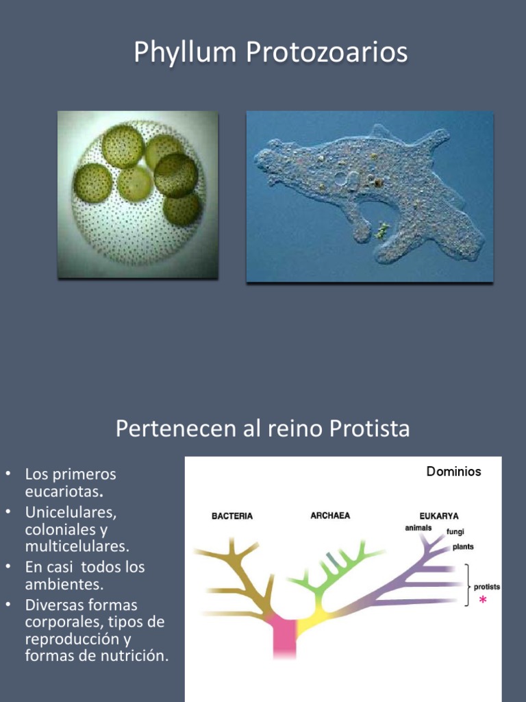 Phylum Protozooa | PDF | Organismos | Biología Celular