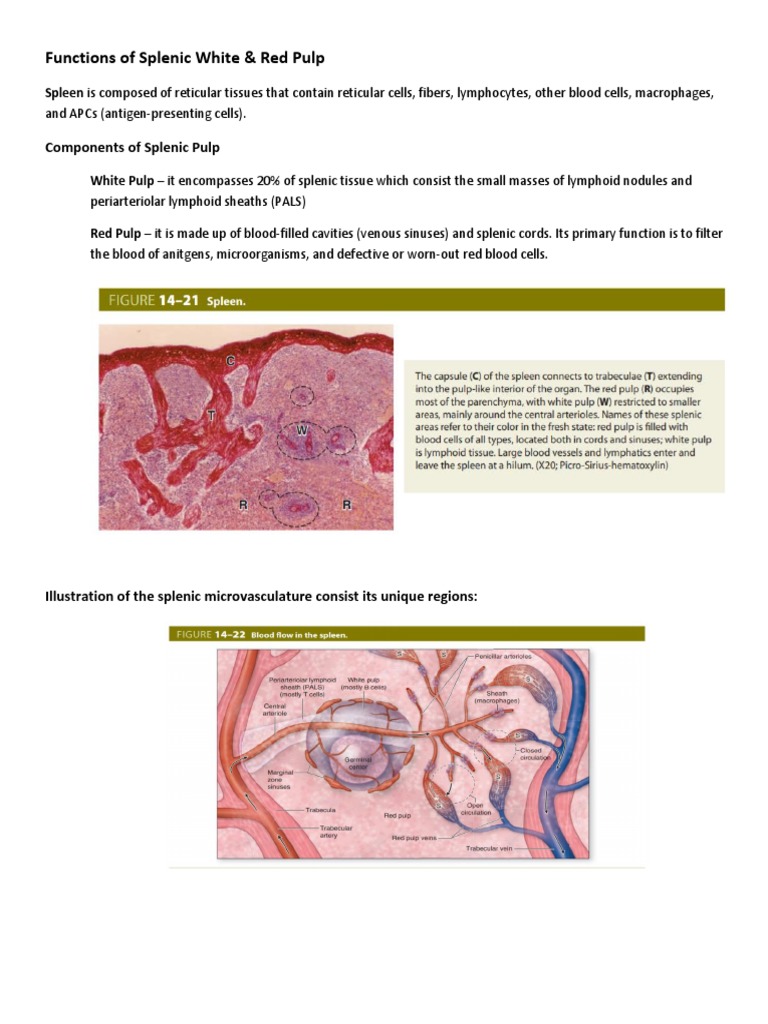 Spleen Diagram White Pulp