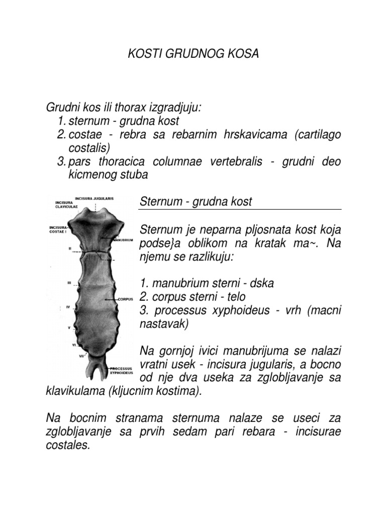 Kosti Grudnog Kosa I Trupa | PDF
