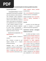 Anatomia do Ducto Deferente e Funículo Espermático | PDF | Testículo ...
