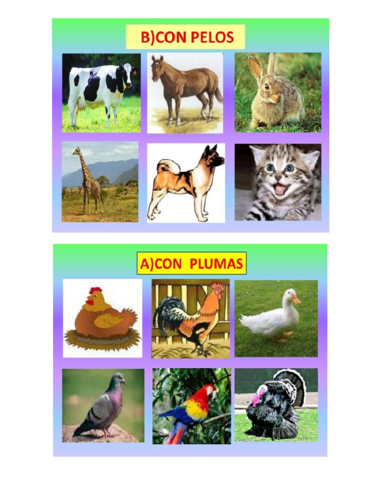 Animales Con Plumas, Escamas y Pelo | PDF