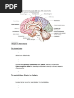Brianbee Sample Questions 1 PDF | PDF | Brain | Neuron
