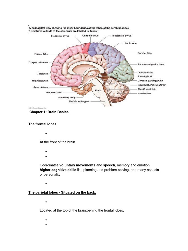 Brainbee | PDF | Neurotransmitter | Auditory System