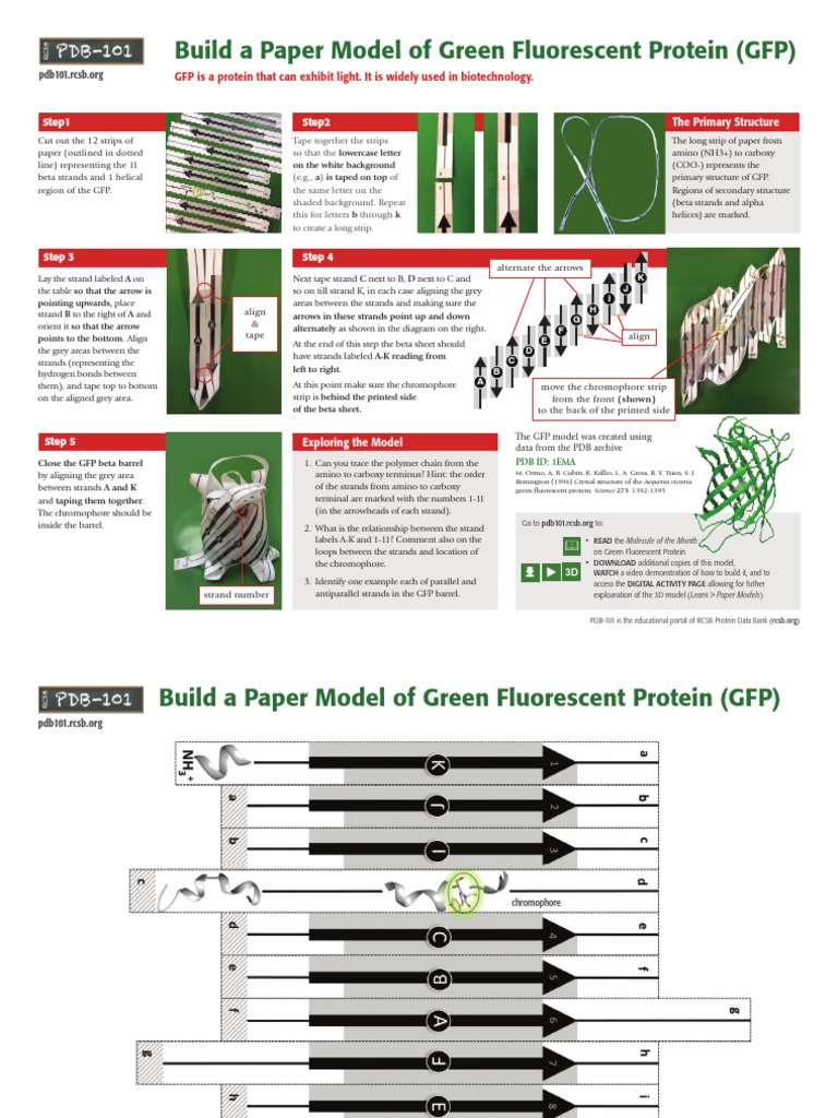 GFP Model | PDF | Green Fluorescent Protein | Beta Sheet