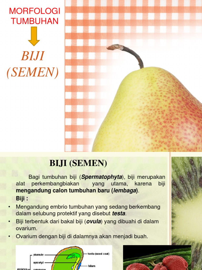 MORFOLOGI BIJI PADA TUMBUHAN | PDF