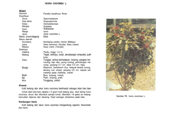 Khasiat dan Deskripsi Ixora Coccinea | PDF