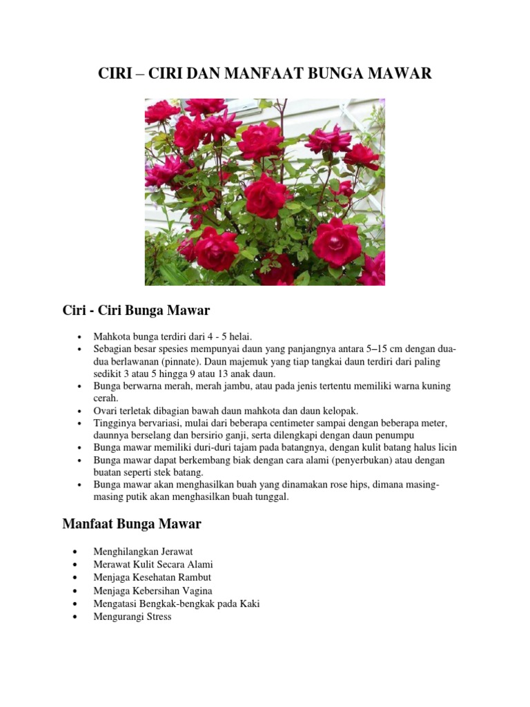 Ciri - Ciri Dan Manfaat Bunga Mawar | PDF