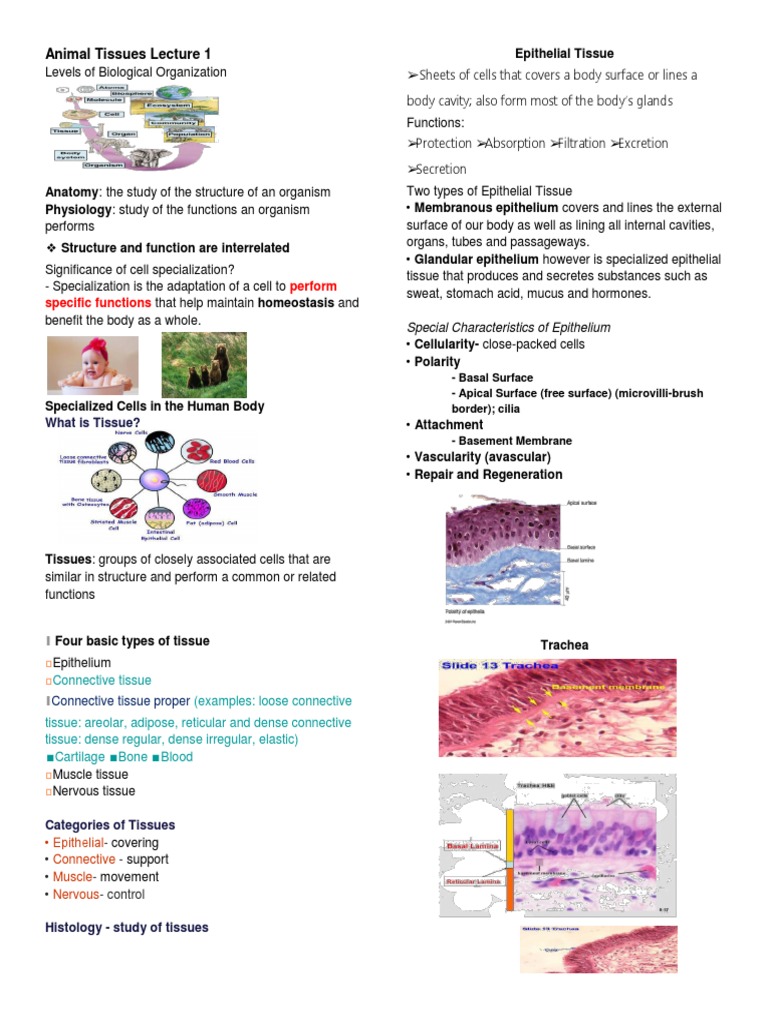 Understanding Epithelial Tissue: A Breakdown of Structure, Function ...