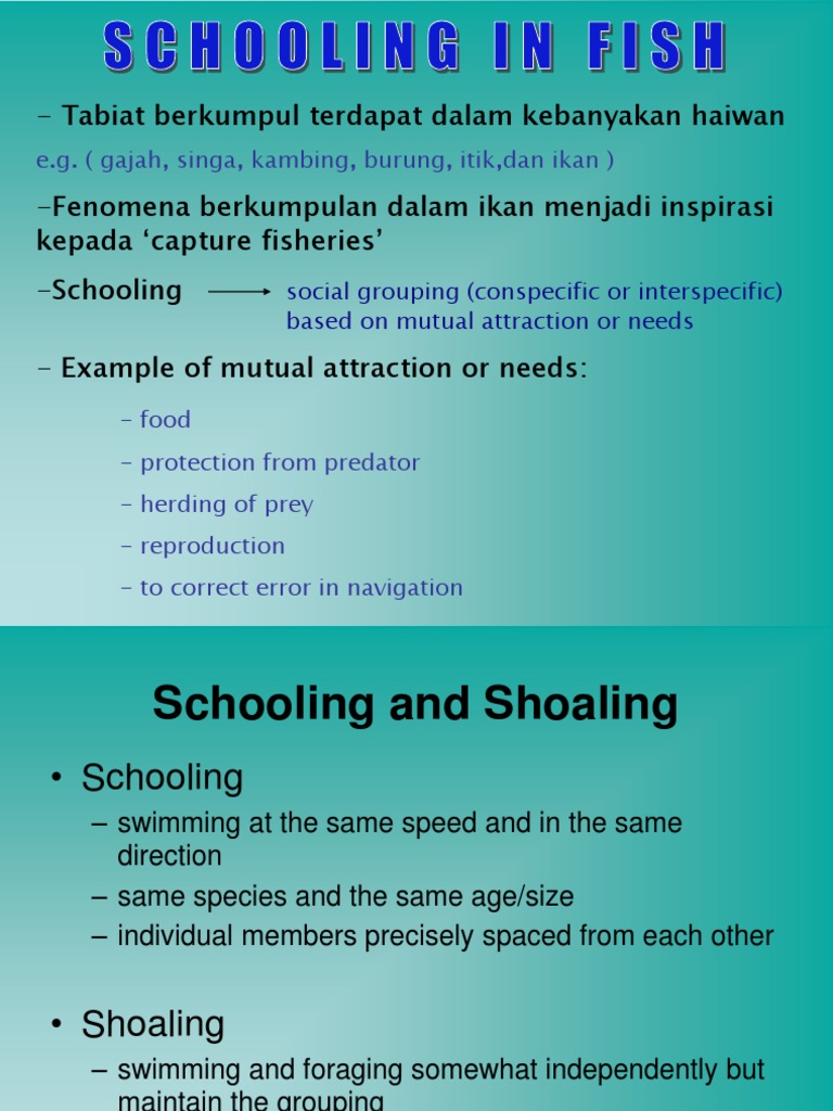 Understanding Fish Schooling Behavior | PDF | Aquatic Animals | Fishery