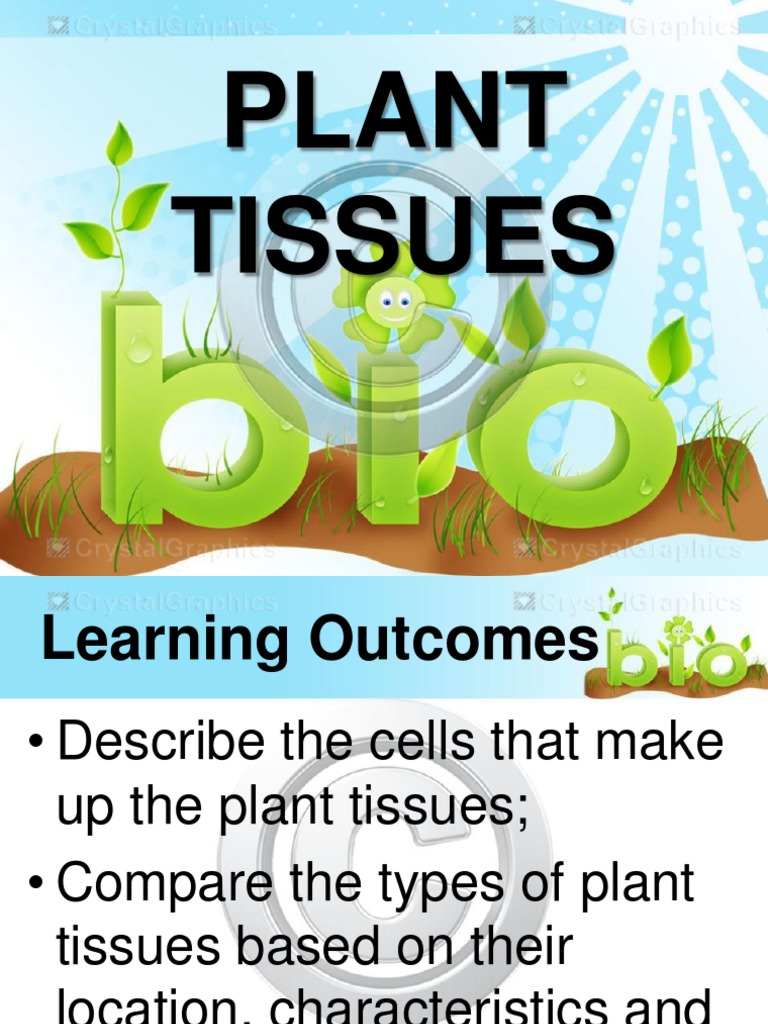 Plant Tissues 2 | PDF | Tissue (Biology) | Plant Stem