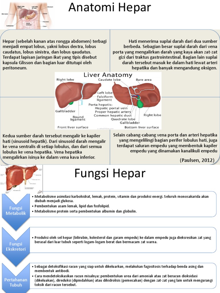 Anatomi Dan Fisiologi Hepar