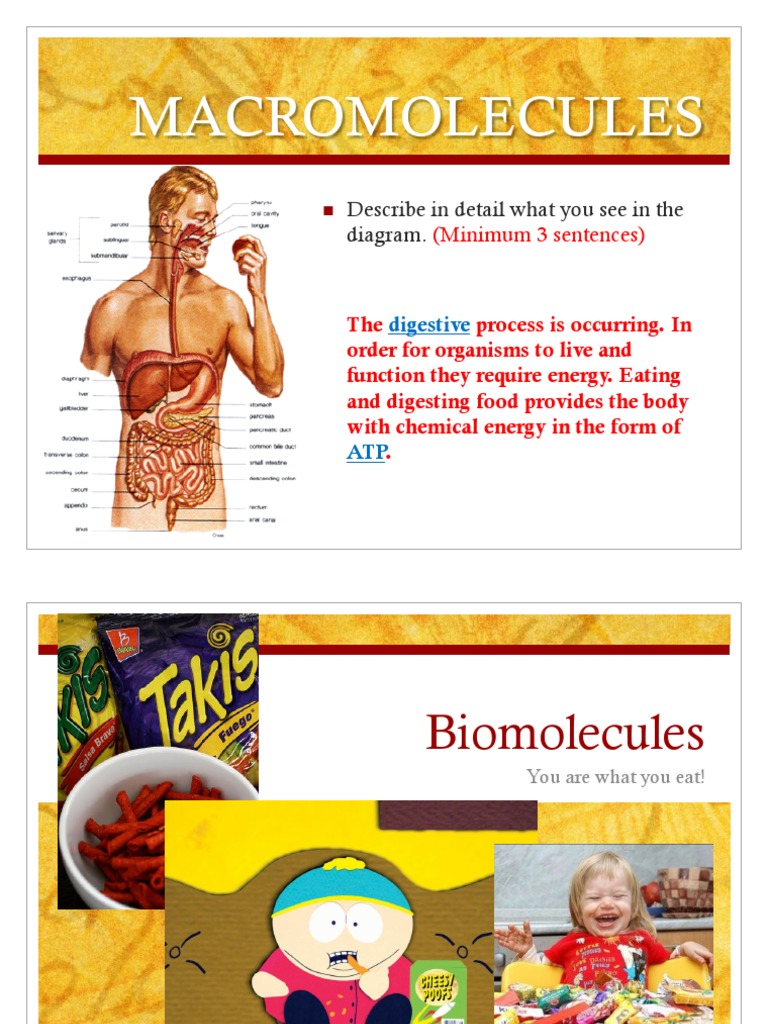 Biomolecules PPT Review | PDF | Nucleotides | Carbohydrates