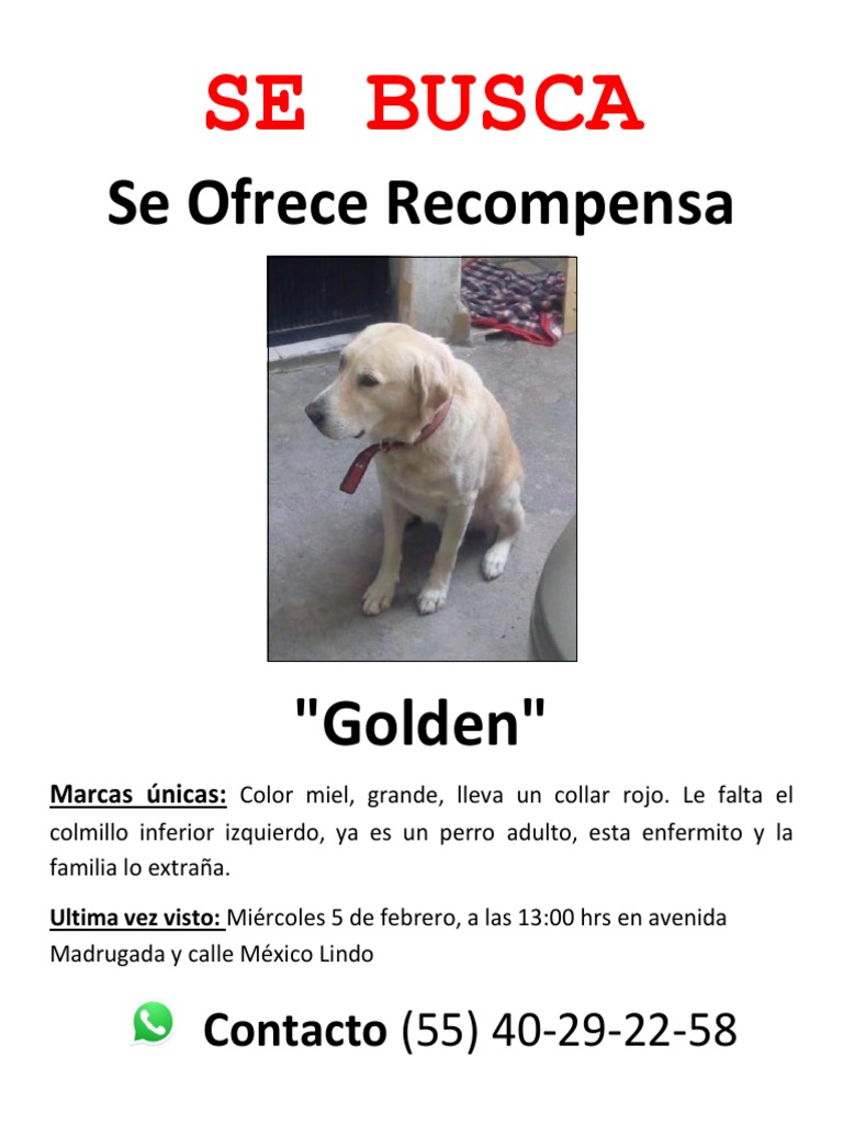 Plantilla-de-cartel-de-perro-perdido-02