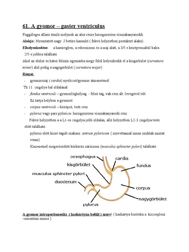 A Gyomor - Gaster Ventriculus | PDF