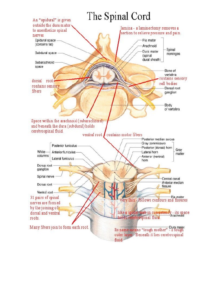 1 - Spinal Cord Notes | PDF | Spinal Cord | Neuroanatomy