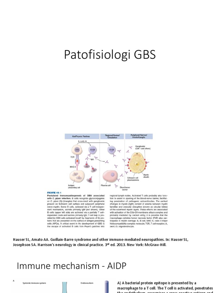 Patofisiologi GBS | PDF | Inflammation | Nerve