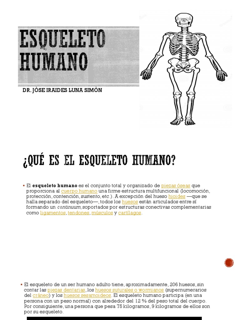 Esqueleto Humano Pdf Esqueleto Hueso