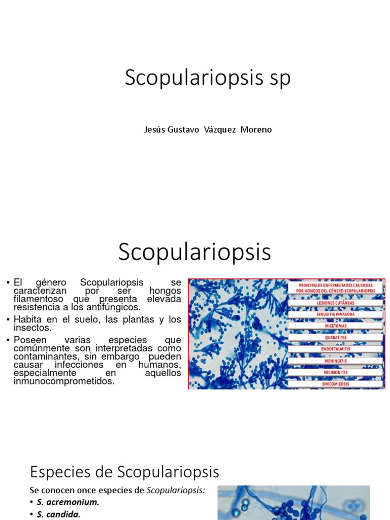 Scopulariopsis | PDF | Hongo | Organismos