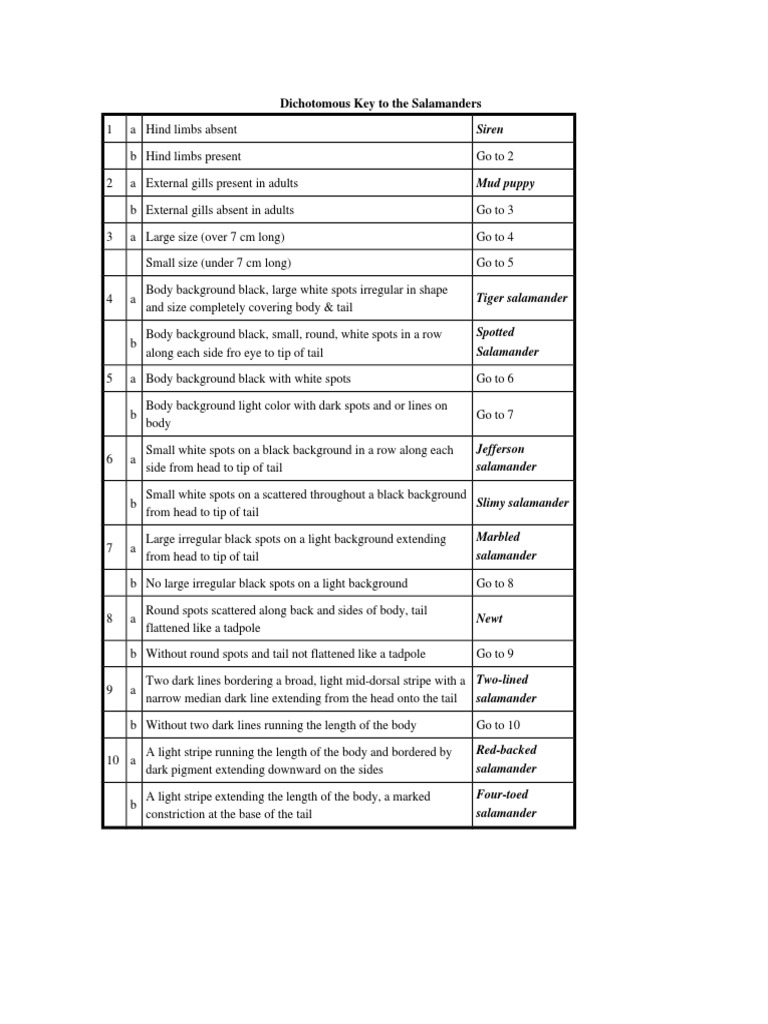 Dichotomous Key Salamanders | PDF | Vertebrates | Amphibious Organisms