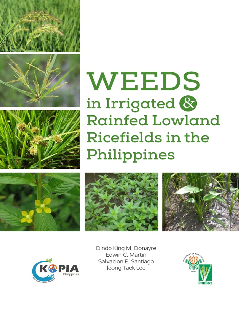 Weeds in Irrigated and Rainfed Lowland Ricefields | PDF | Rice | Weed