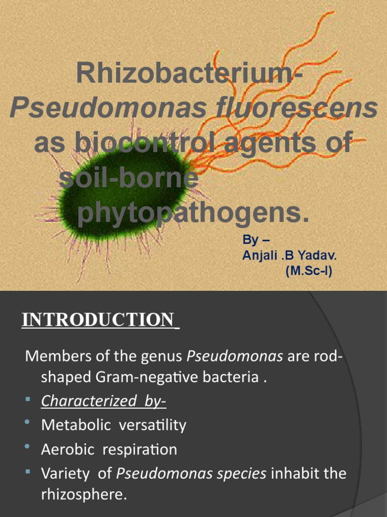 Rhizobacterium-As Biocontrol Agents of Soil-Borne Phytopathogens | PDF ...