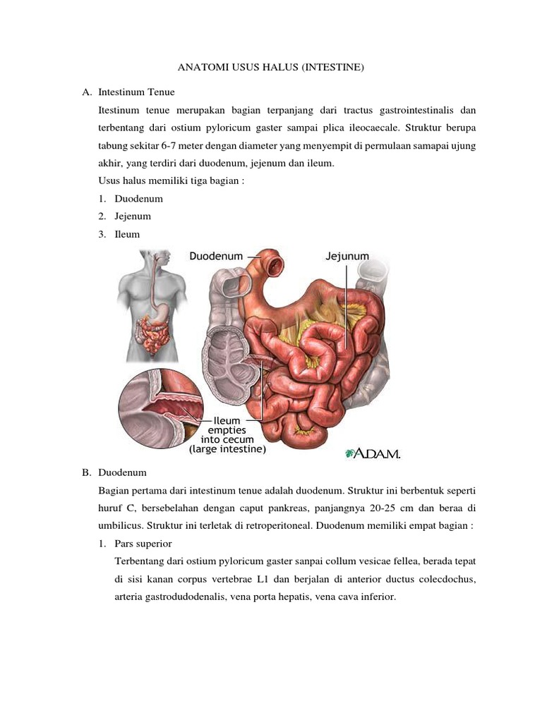 Anatomi Usus Halus: Struktur dan Fungsi | PDF | Seni | Sains & Matematika