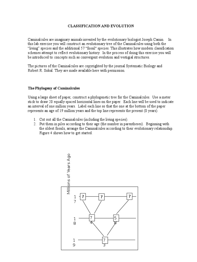 Phylogeny of Caminalcules | PDF | Evolution | Species