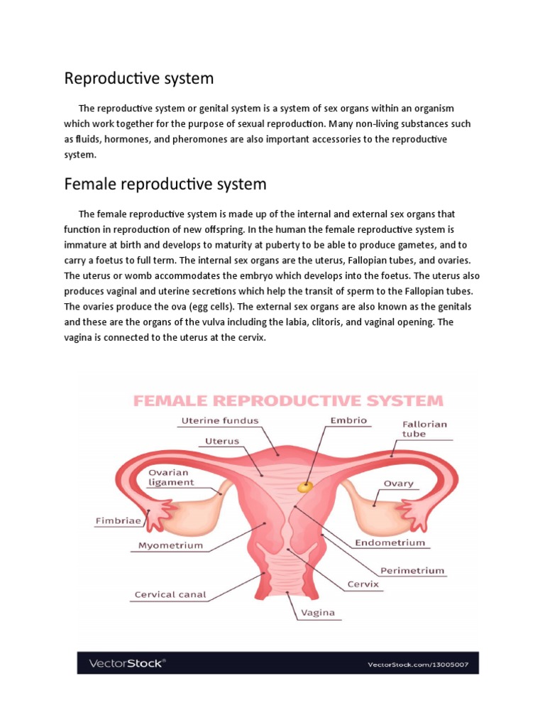 Reproductive sy-WPS Office | PDF | Reproductive System | Labia